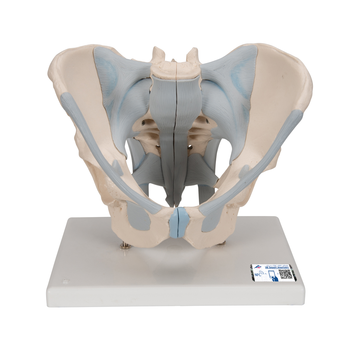 Human Male Pelvis Skeleton Model with Ligaments, 2 part - 3B Smart ...