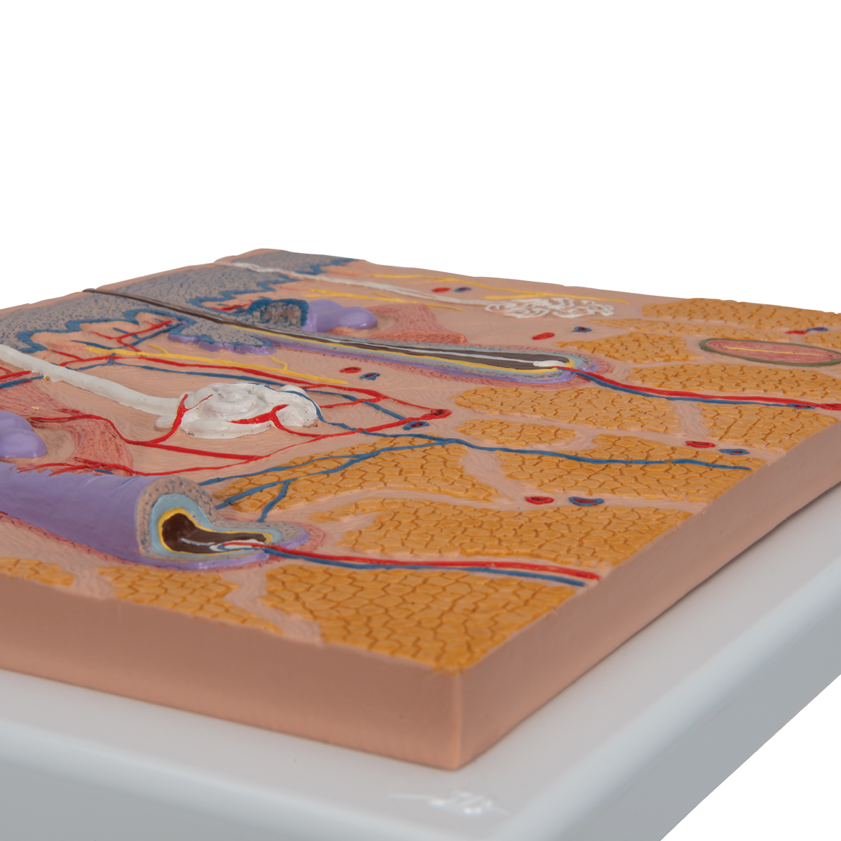 Human Skin Section Model, 70 times Full-Size - 3B Smart Anatomy - SEM ...