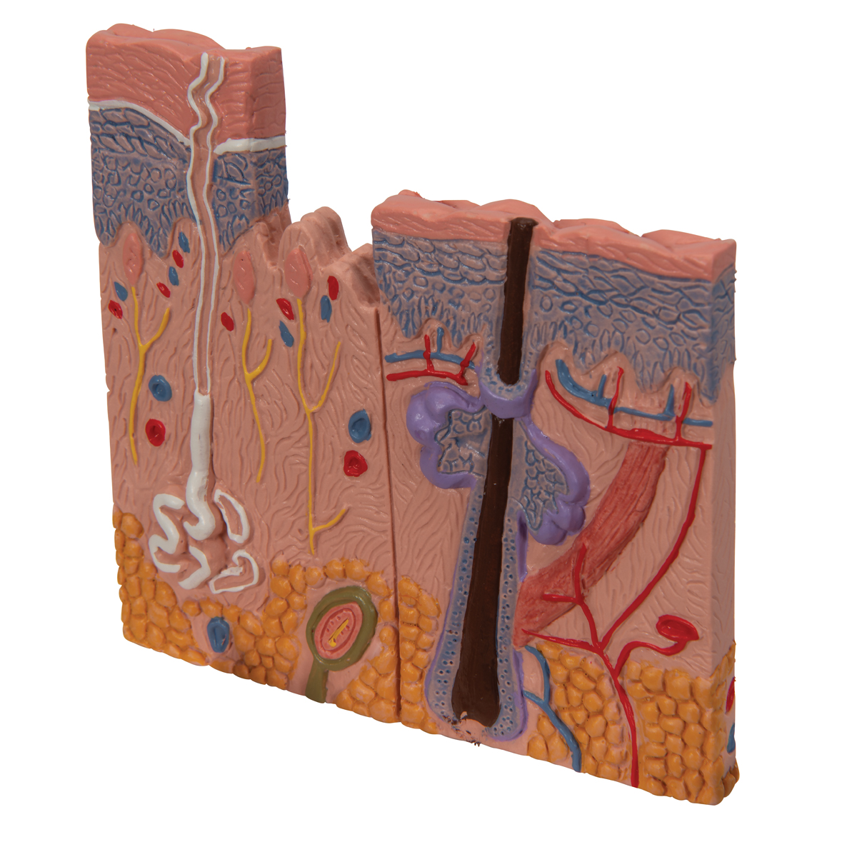 Microscopic Skin, Hair & Nail Model - 3B Smart Anatomy - SEM Trainers