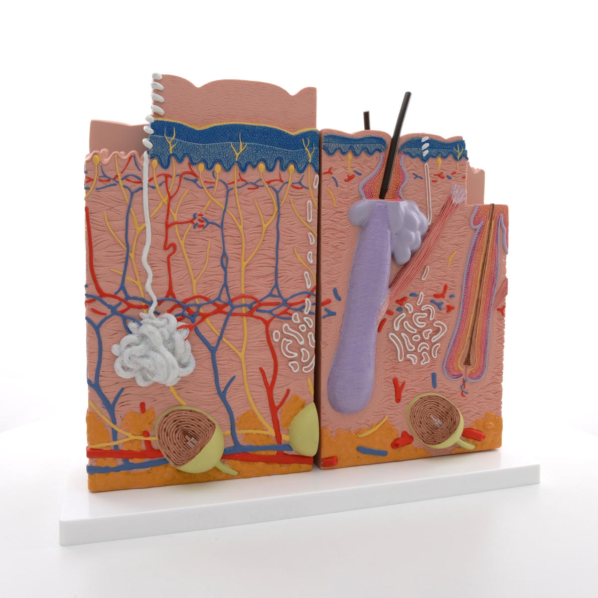 Human Skin Model, 80 times Magnified, 3 part - 3B Smart Anatomy - SEM ...