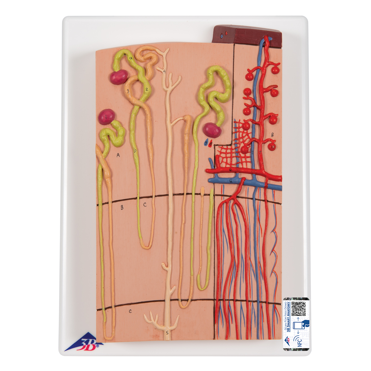 Nephron Anatomy Model