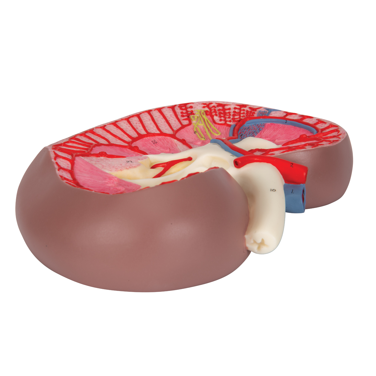 Kidney Section Model, 3 times Full-Size - 3B Smart Anatomy - SEM Trainers