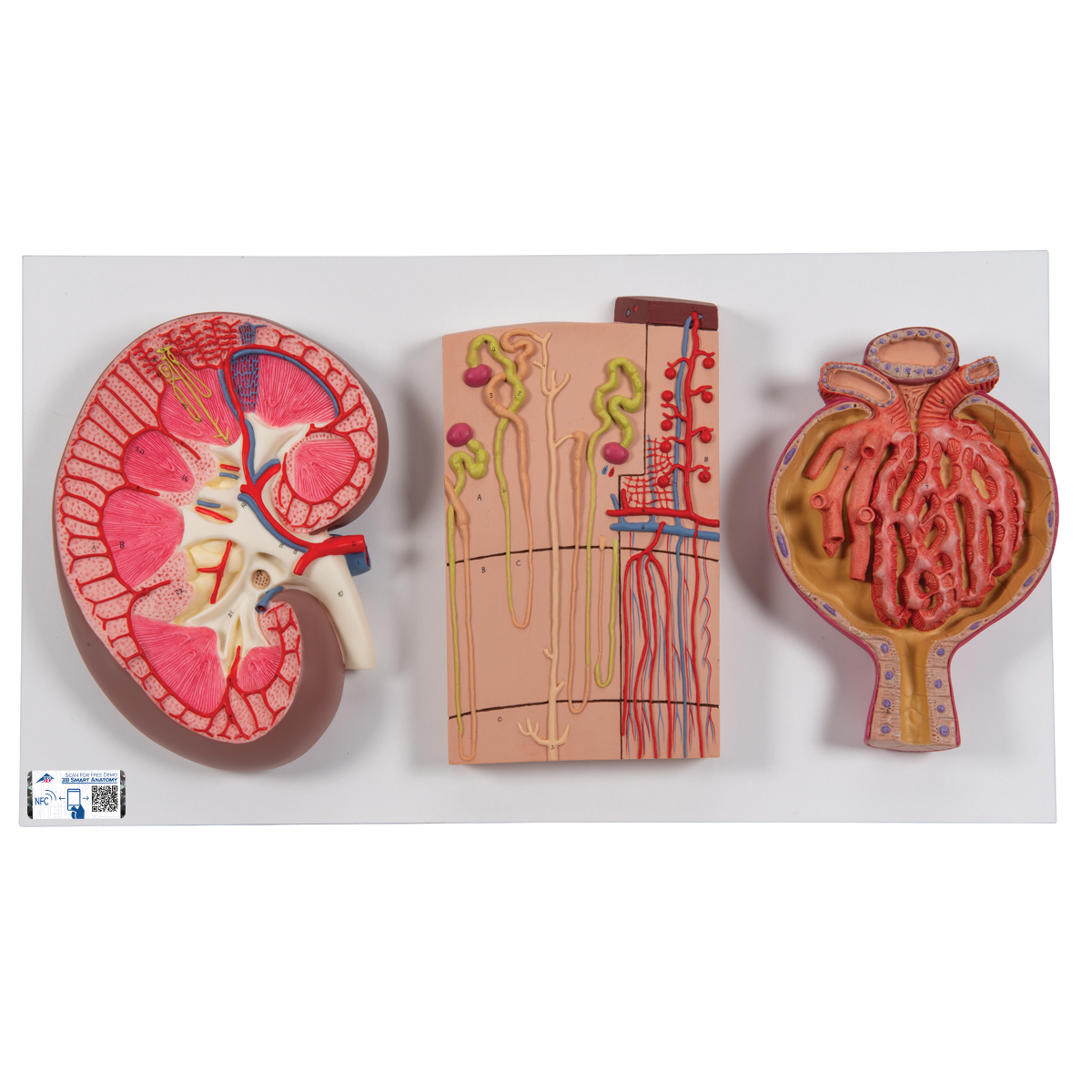 Nephron Anatomy Model