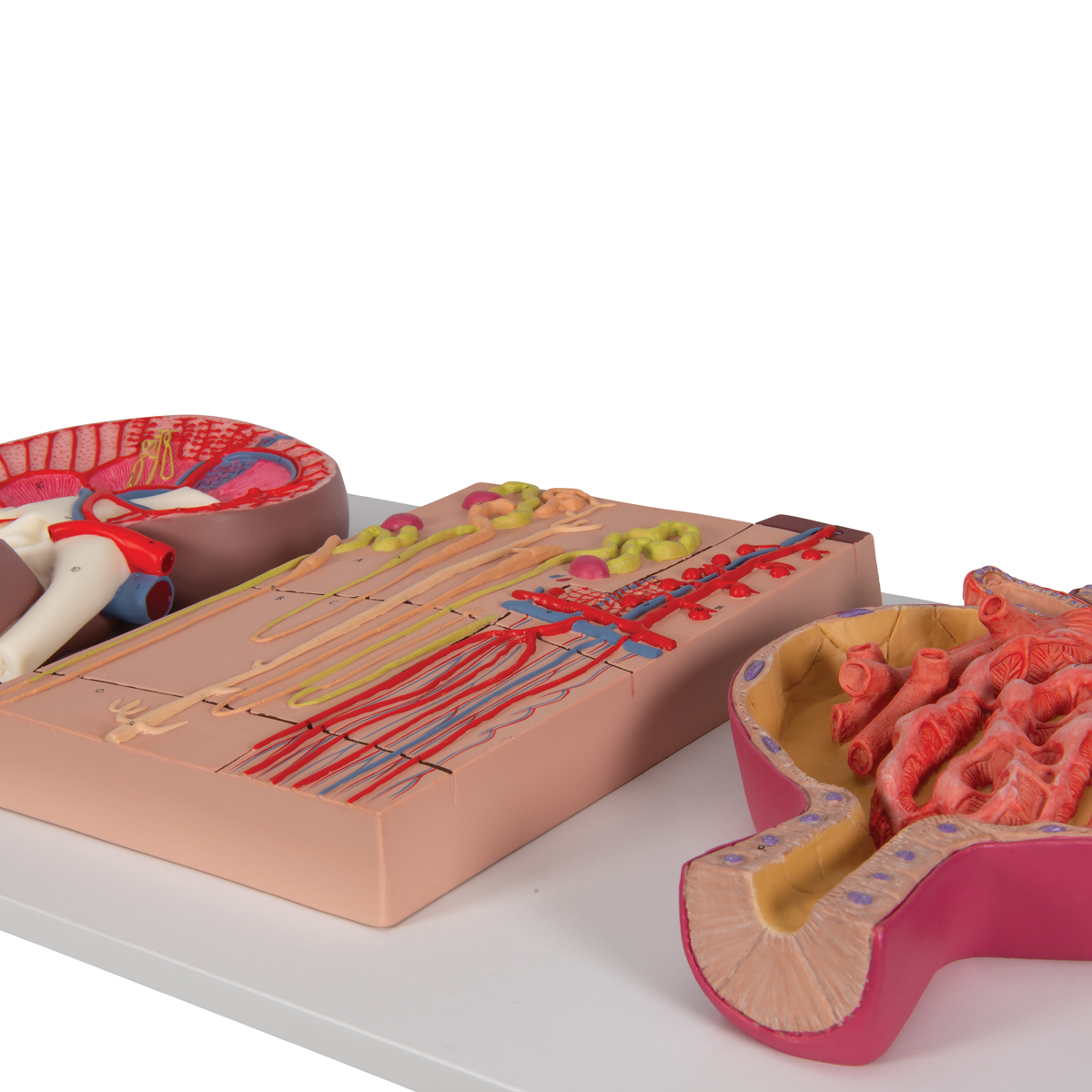 Human Kidney Section Model with Nephrons, Blood Vessels & Renal ...
