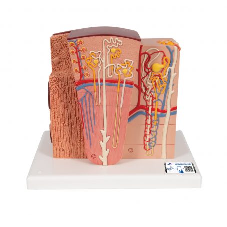 Microanatomy Models Archives - SEM Trainers