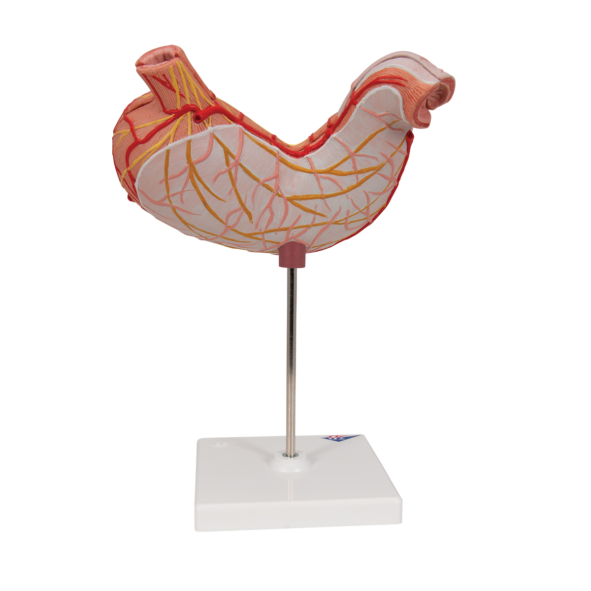 Human Stomach Model, 2 part - 3B Smart Anatomy - SEM Trainers
