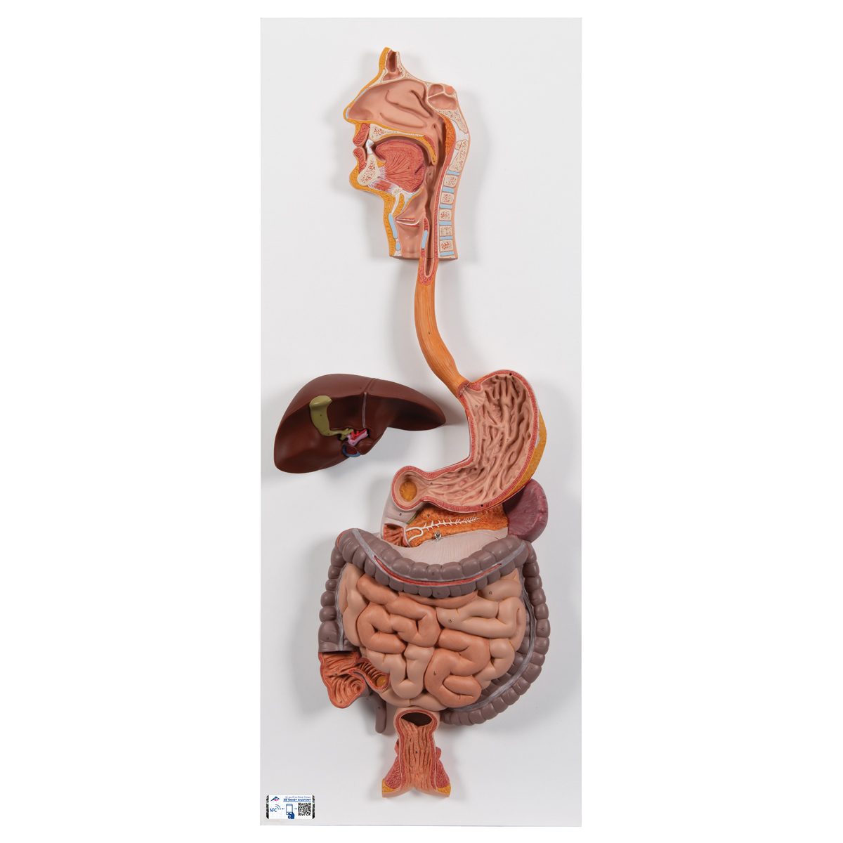 Human Digestive System Model, 2 part - 3B Smart Anatomy - SEM Trainers