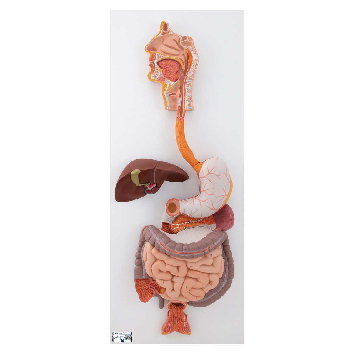 Human Digestive System Model, 3 part - 3B Smart Anatomy - SEM Trainers