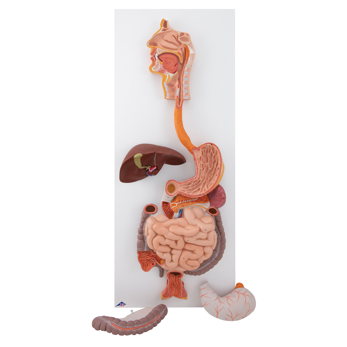 Human Digestive System Model, 3 part - 3B Smart Anatomy - SEM Trainers
