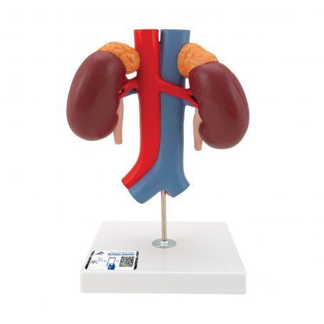 Nephrons and Blood Vessels Model, 120 times Full-Size - 3B Smart ...