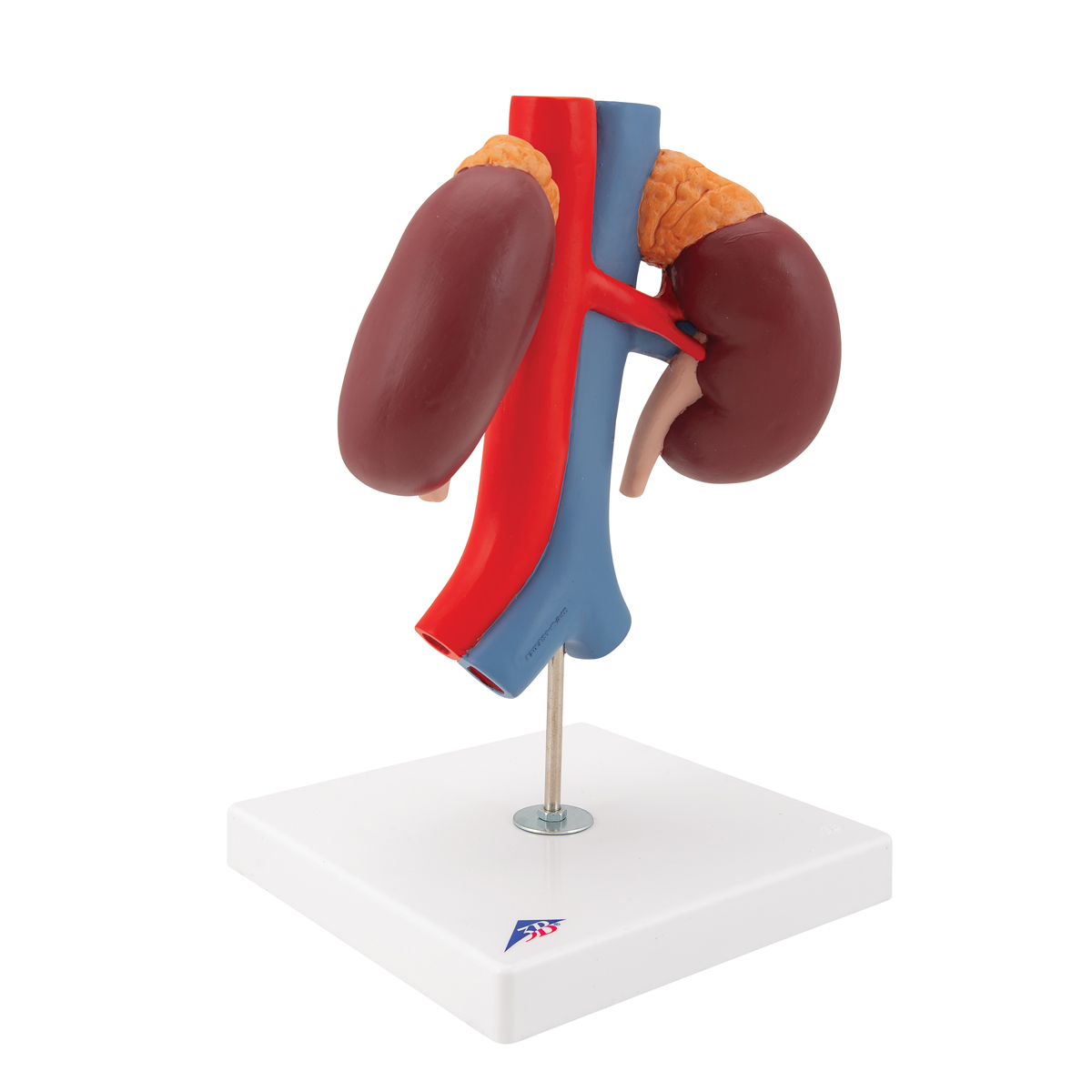 Human Kidneys Model with Vessels - 2 Part - 3B Smart Anatomy - SEM Trainers