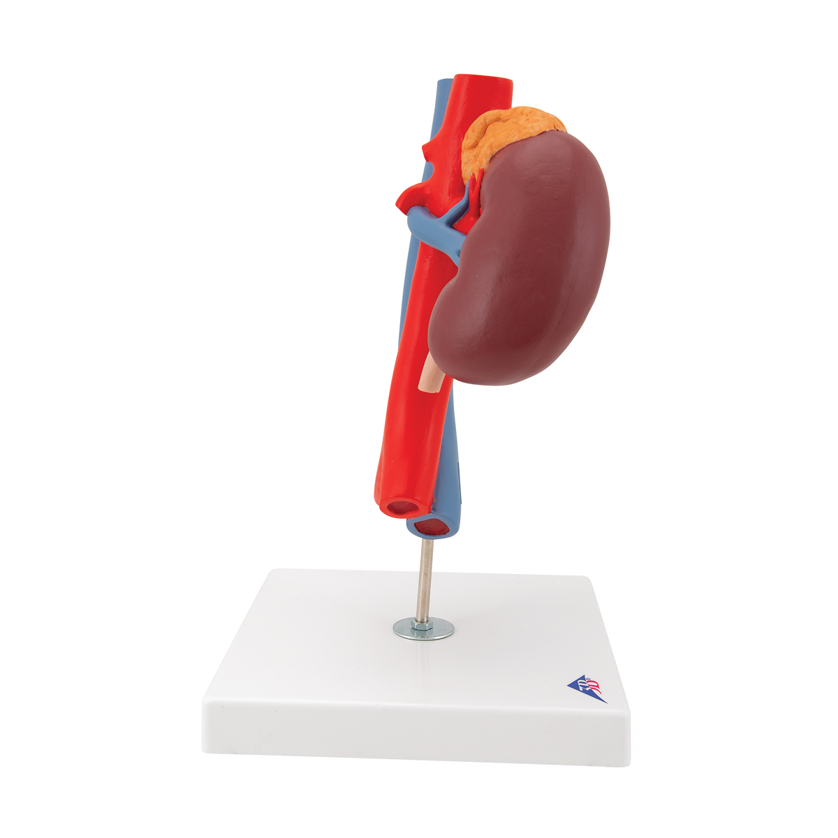 Human Kidneys Model with Vessels - 2 Part - 3B Smart Anatomy - SEM Trainers