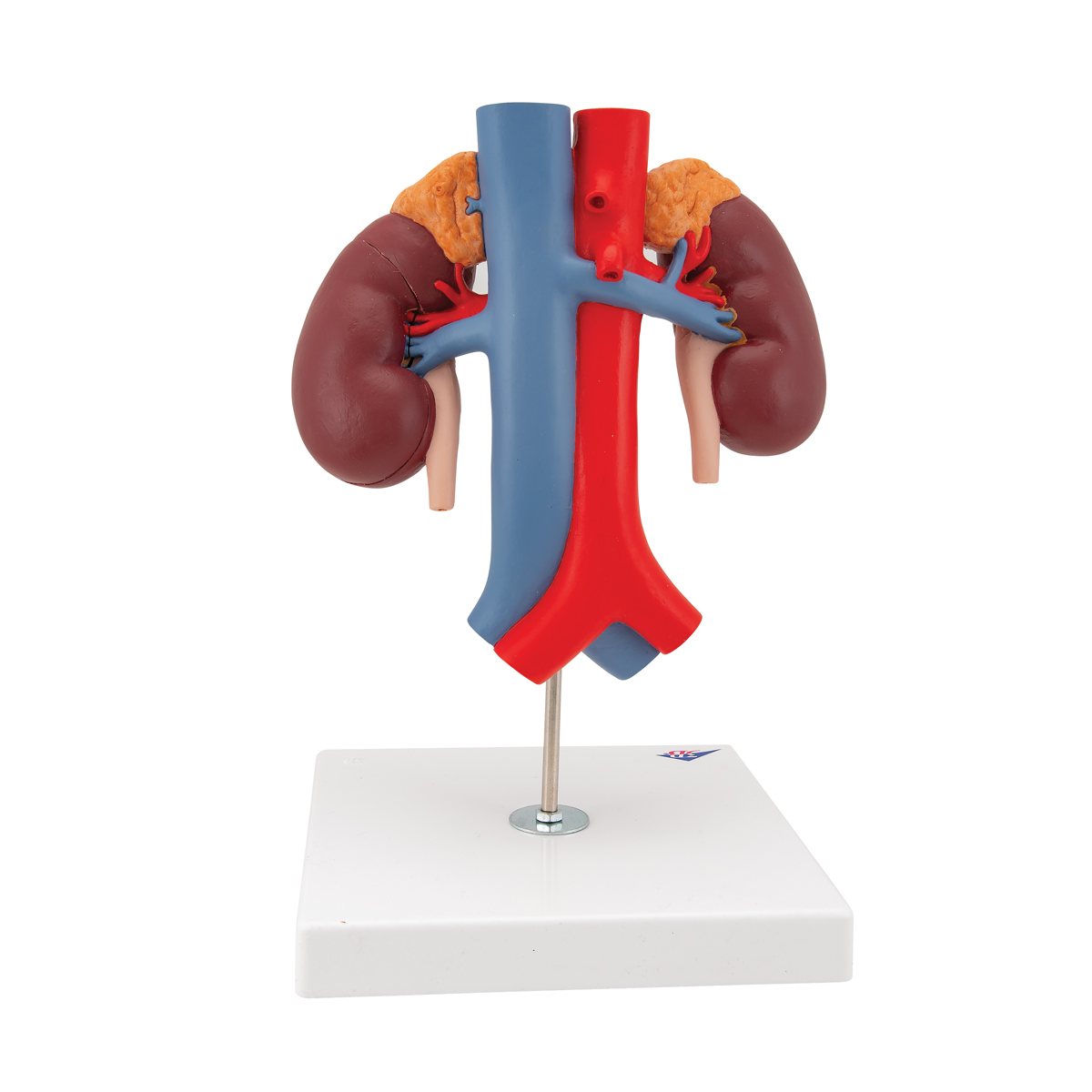 Human Kidneys Model with Vessels - 2 Part - 3B Smart Anatomy - SEM Trainers