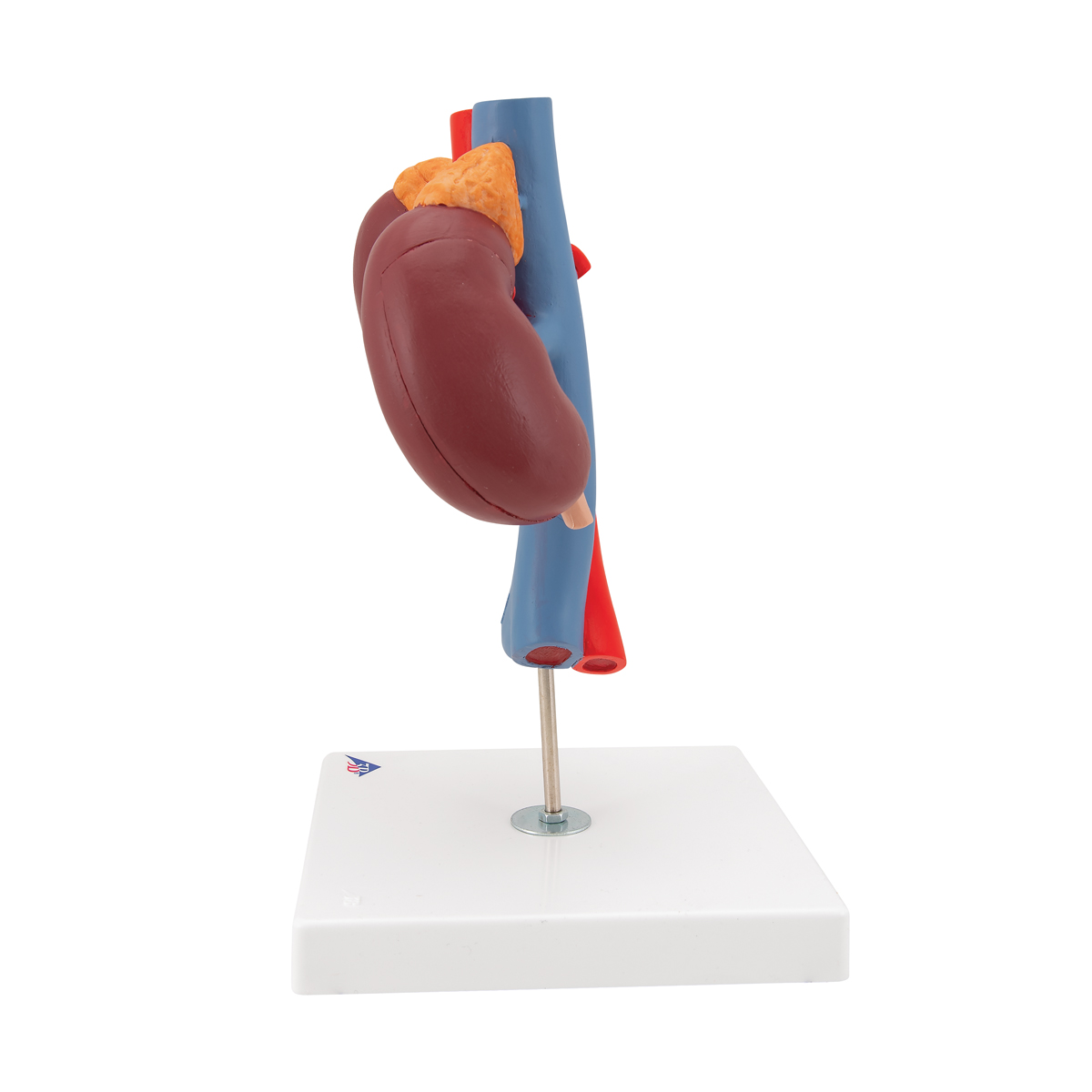 Human Kidneys Model with Vessels - 2 Part - 3B Smart Anatomy - SEM Trainers