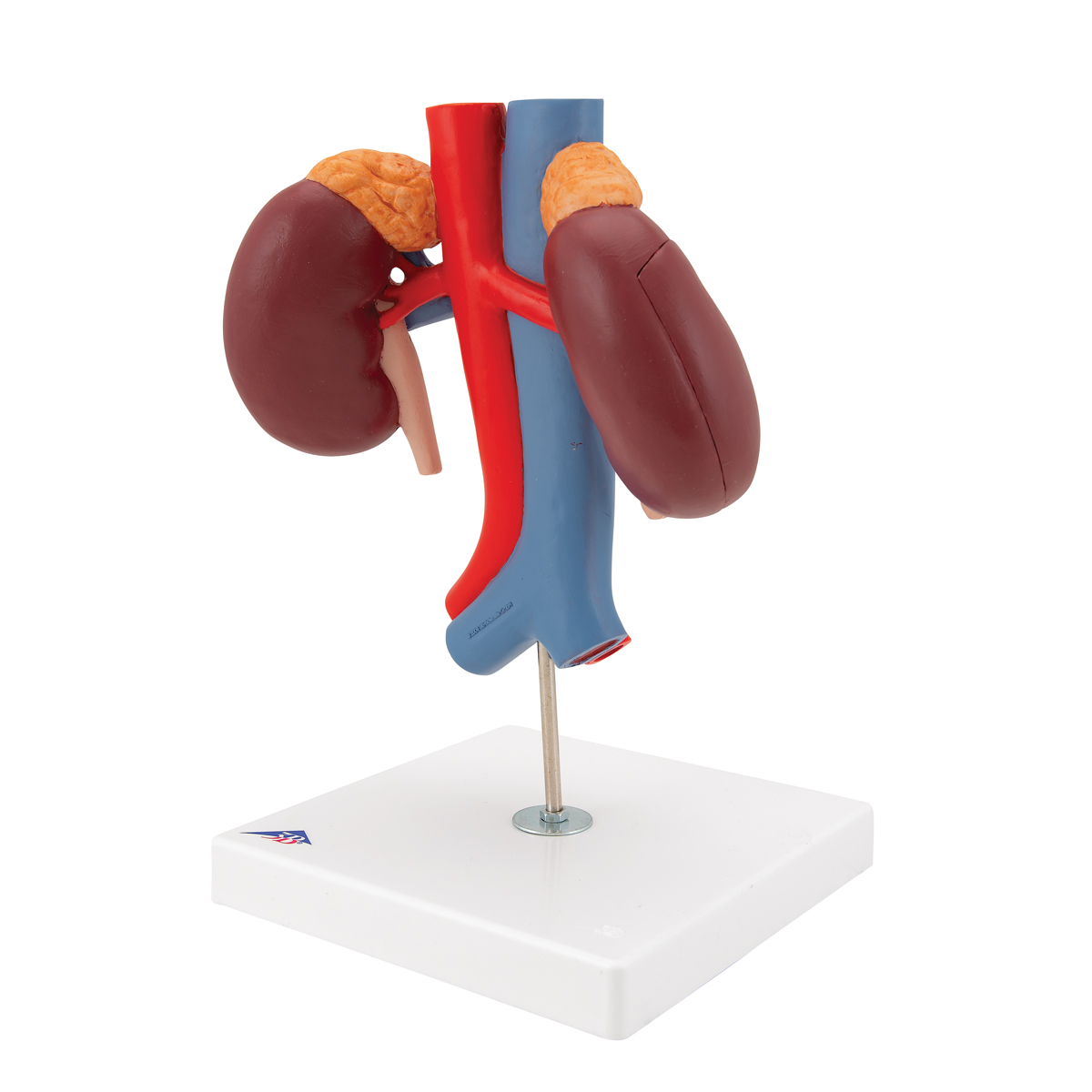 Human Kidneys Model with Vessels - 2 Part - 3B Smart Anatomy - SEM Trainers