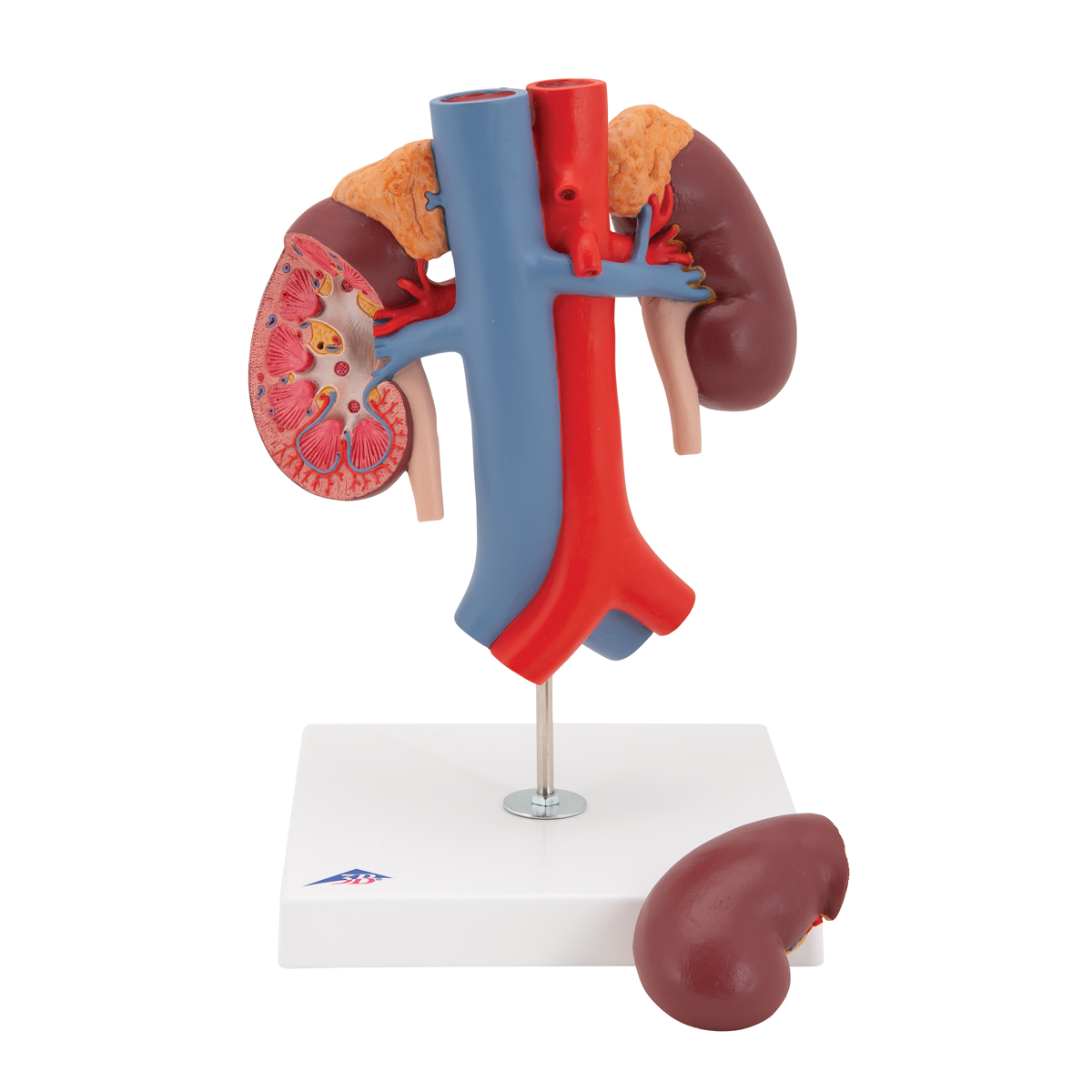 Human Kidneys Model with Vessels - 2 Part - 3B Smart Anatomy - SEM Trainers