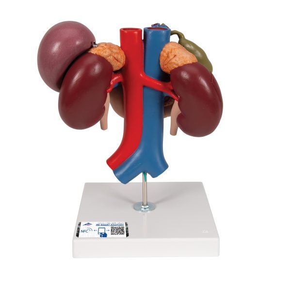 Human Kidney Section Model with Nephrons, Blood Vessels & Renal ...