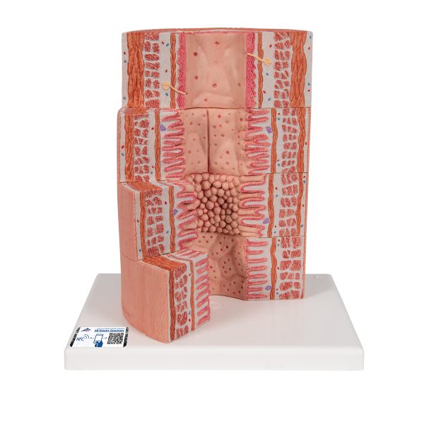 3B MICROanatomy™ Human Eye Model - 3B Smart Anatomy - SEM Trainers