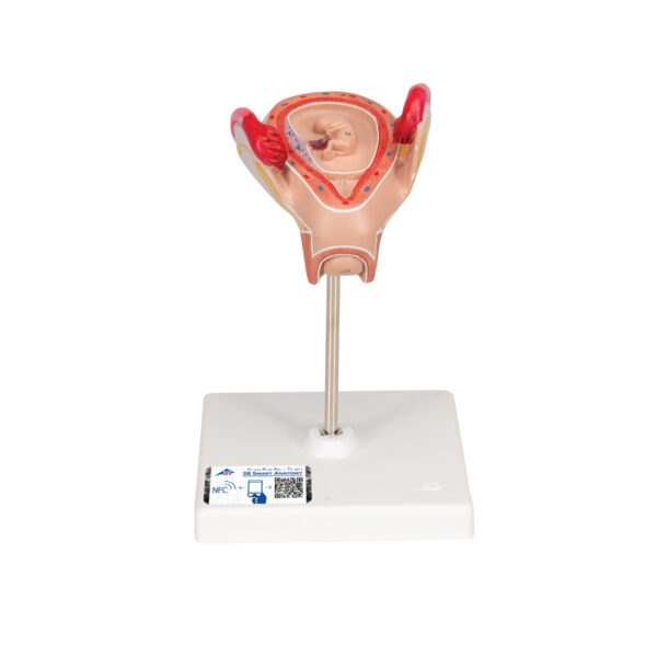 Deluxe Pregnancy Models Series, 9 Individual Embryo & Fetus Models - 3B ...