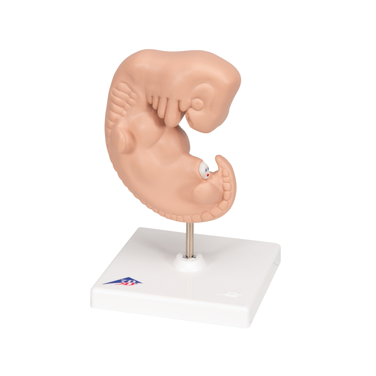 Human Embryo Model, 25 times Life-Size - 3B Smart Anatomy - SEM Trainers