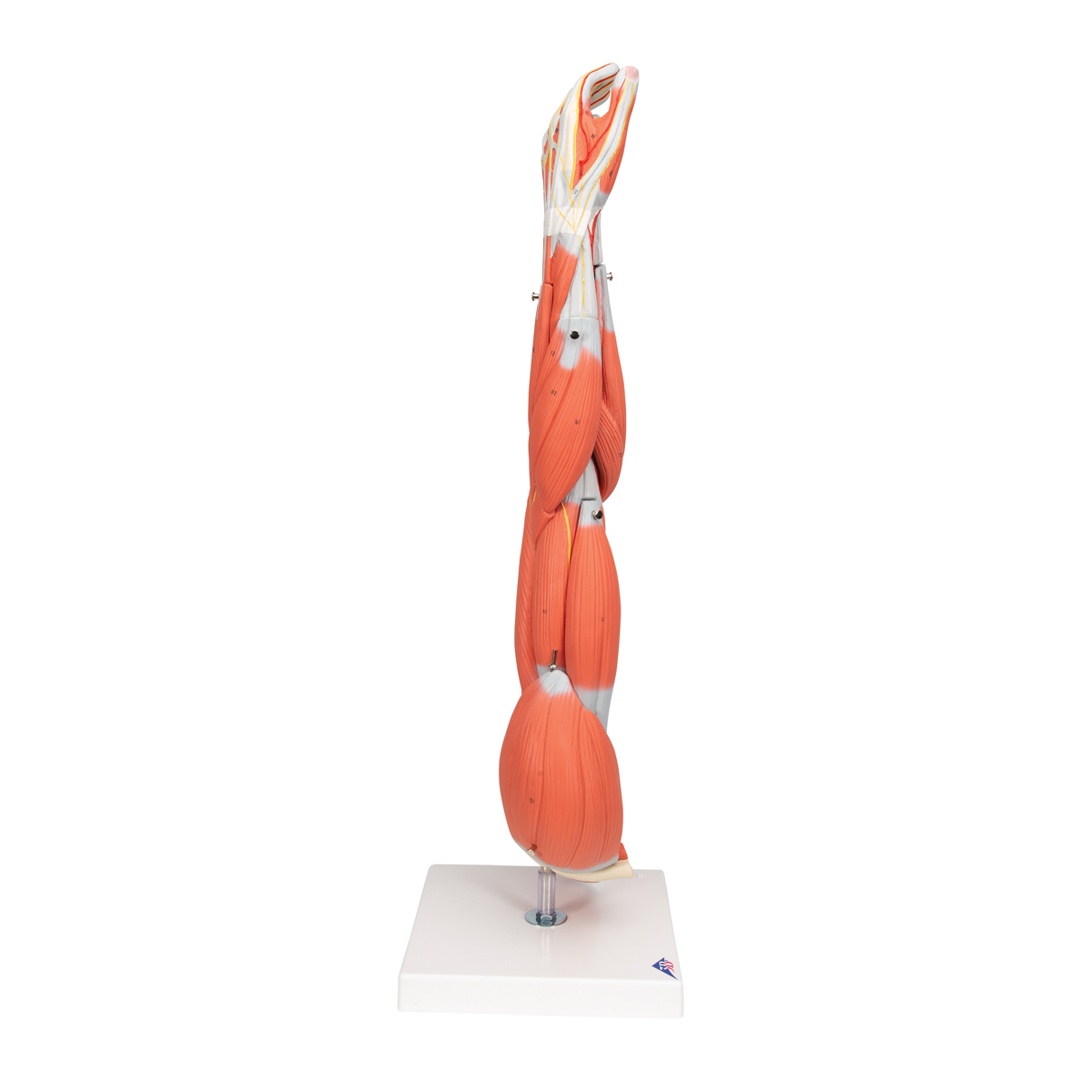 Muscle Arm Model, 3/4 Life-Size, 6 part - 3B Smart Anatomy - SEM Trainers