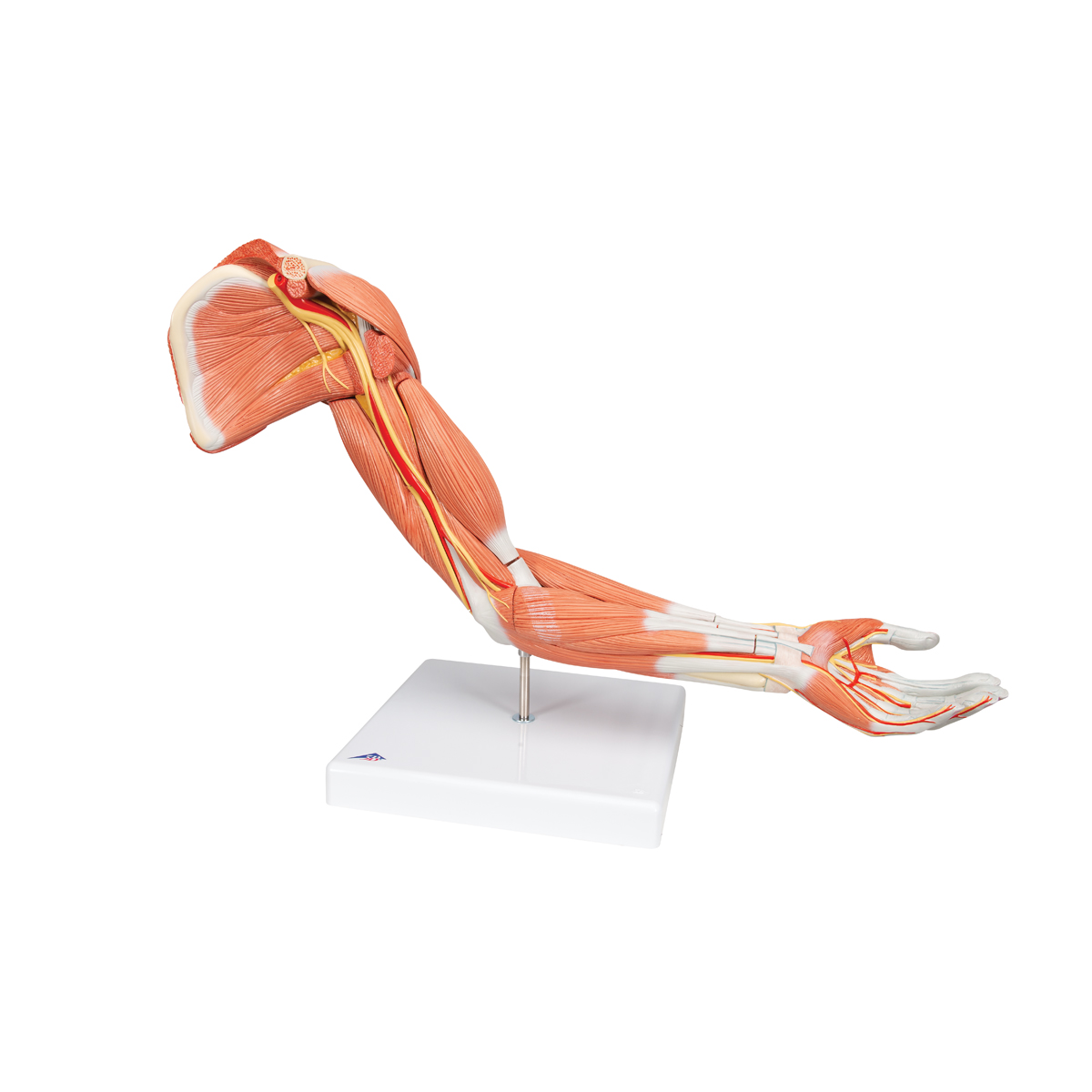 Life-Size Deluxe Muscle Arm Model, 6 part - 3B Smart Anatomy - SEM Trainers