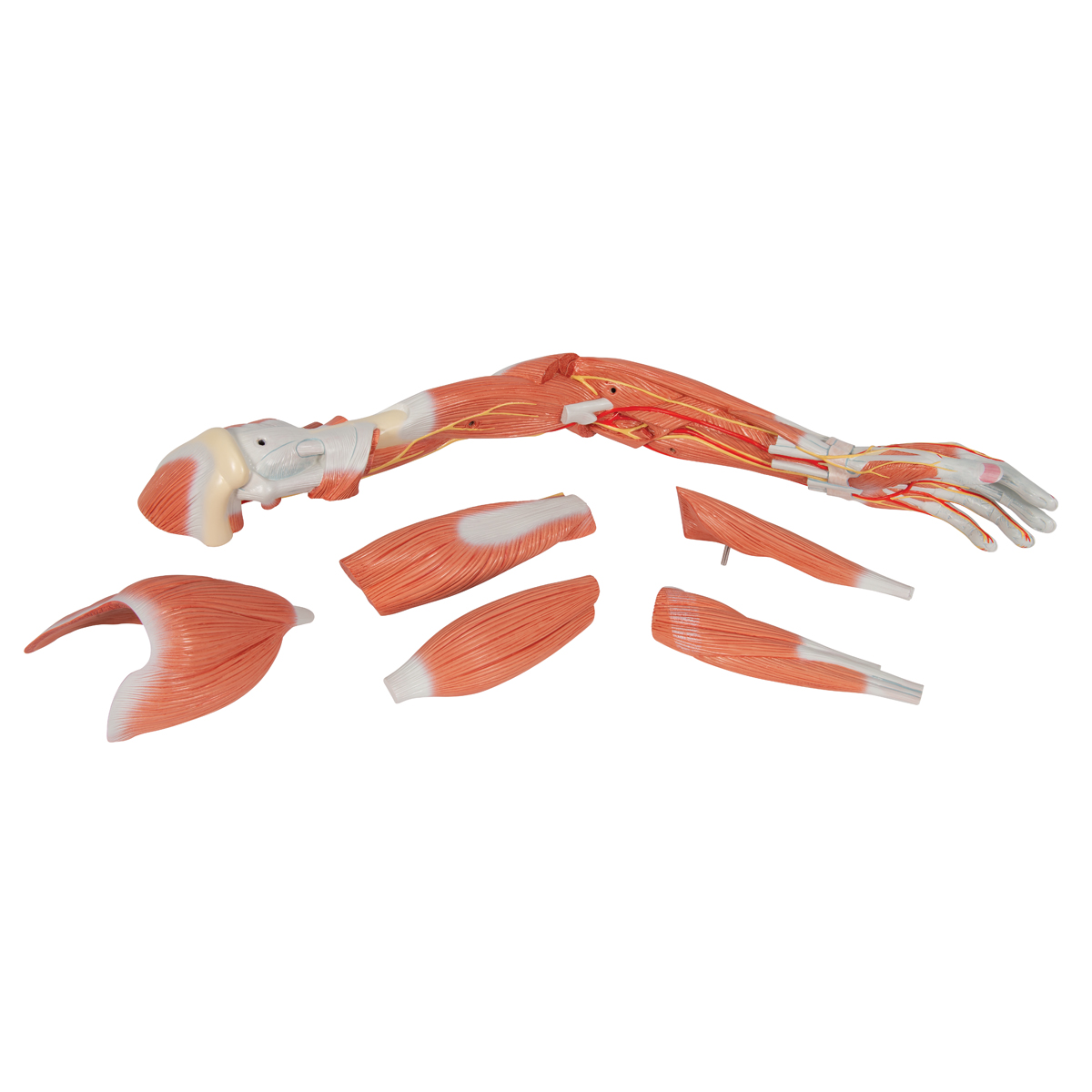 Life-Size Deluxe Muscle Arm Model, 6 part - 3B Smart Anatomy - SEM Trainers
