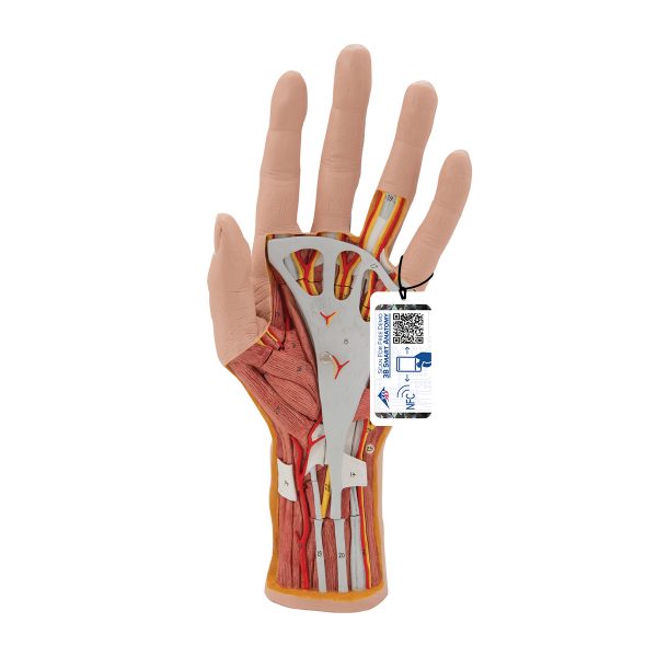 Life-Size Finger Model with Muscles & Tendons - 3B Smart Anatomy - SEM ...