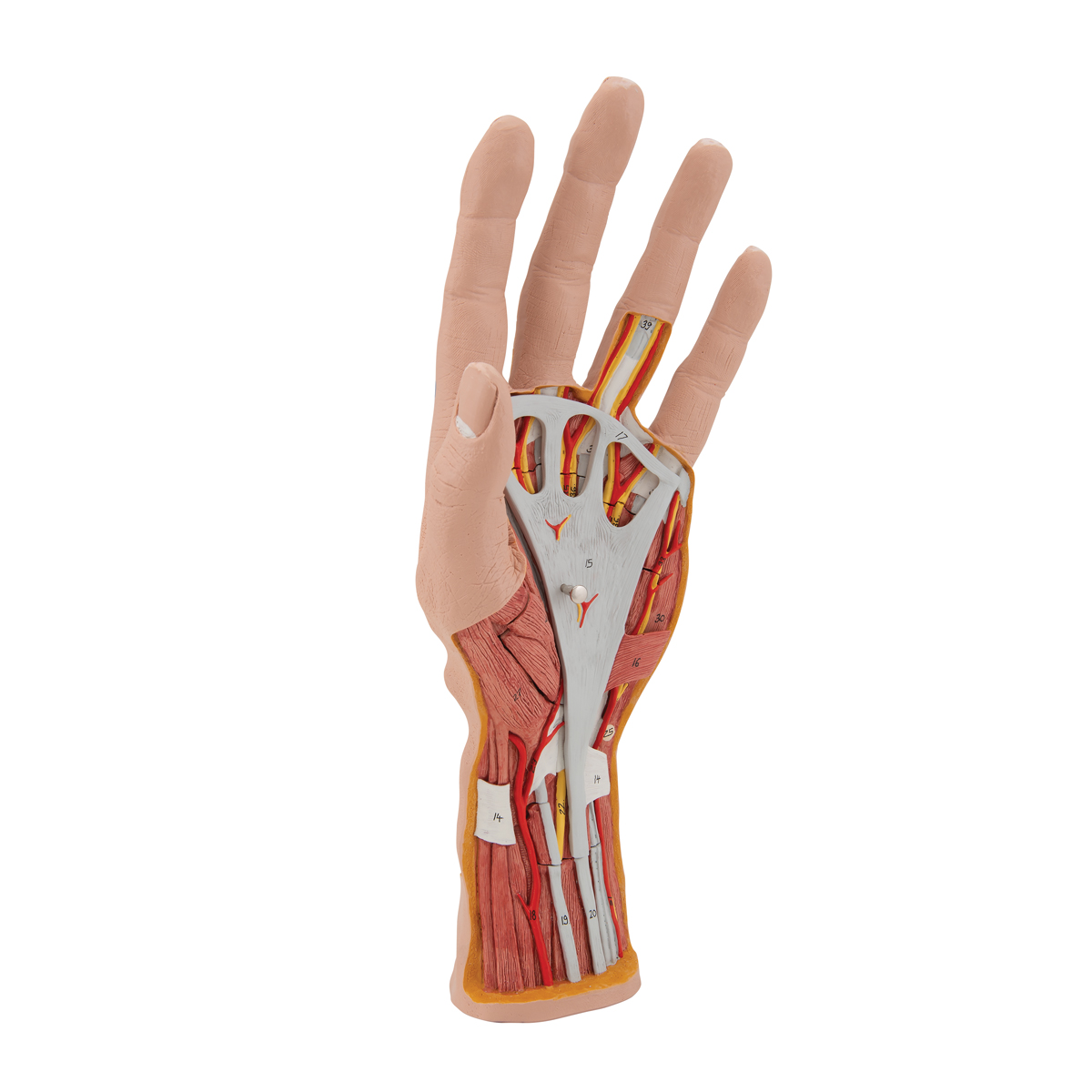 Life-Size Hand Model with Muscles, Tendons, Ligaments, Nerves ...