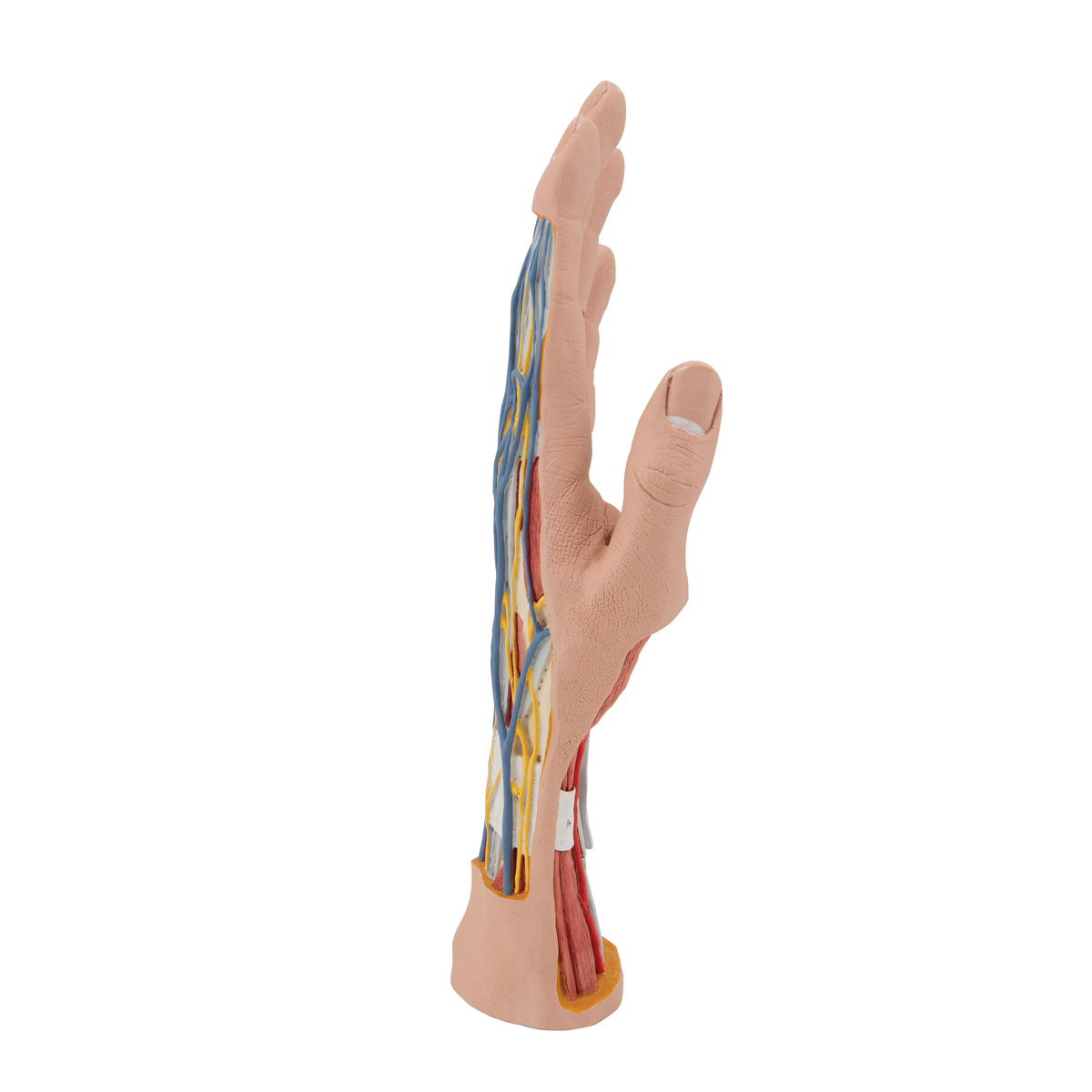 Life-Size Hand Model with Muscles, Tendons, Ligaments, Nerves ...
