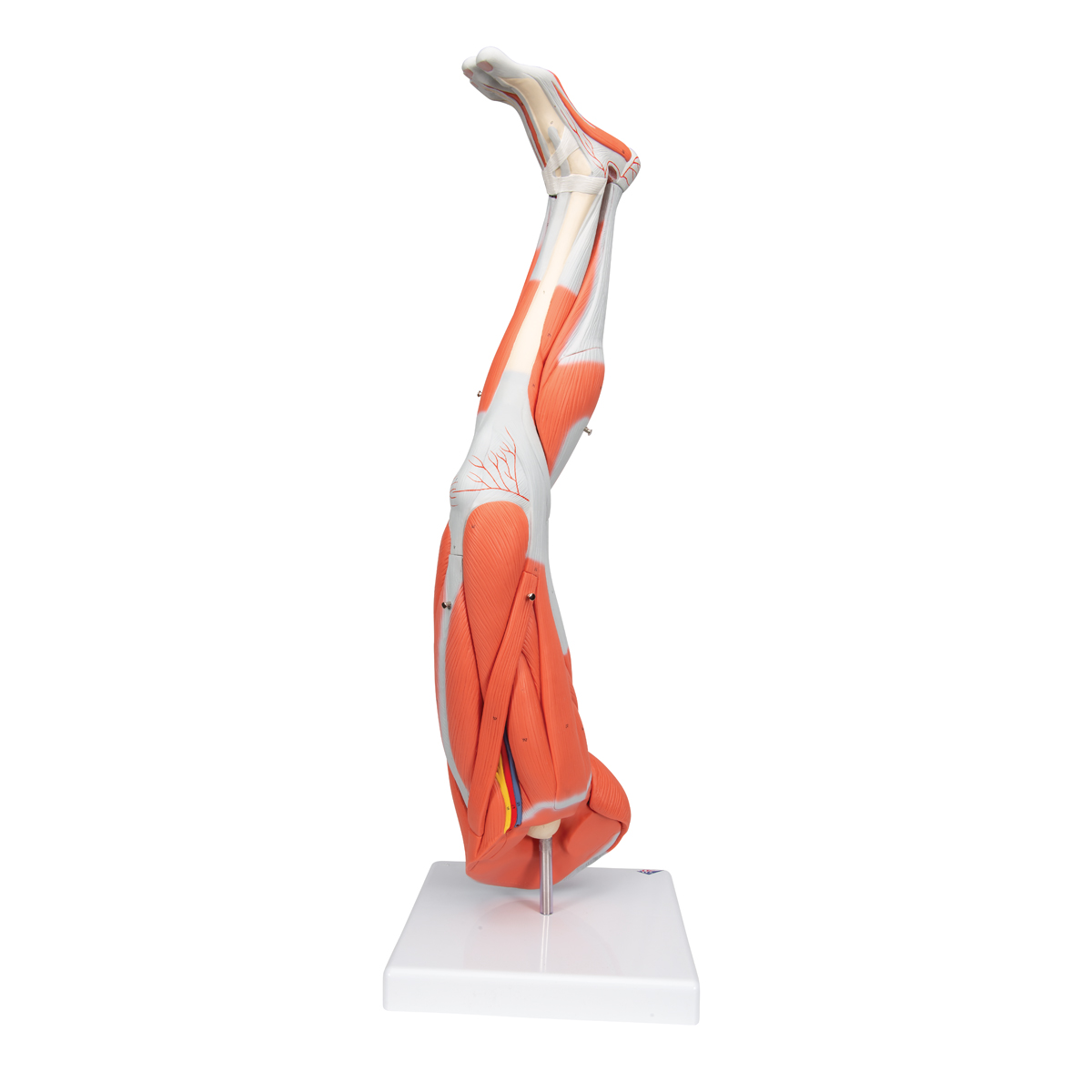 Muscle Leg Model, 3/4 Life-Size, 9 part - 3B Smart Anatomy - SEM Trainers