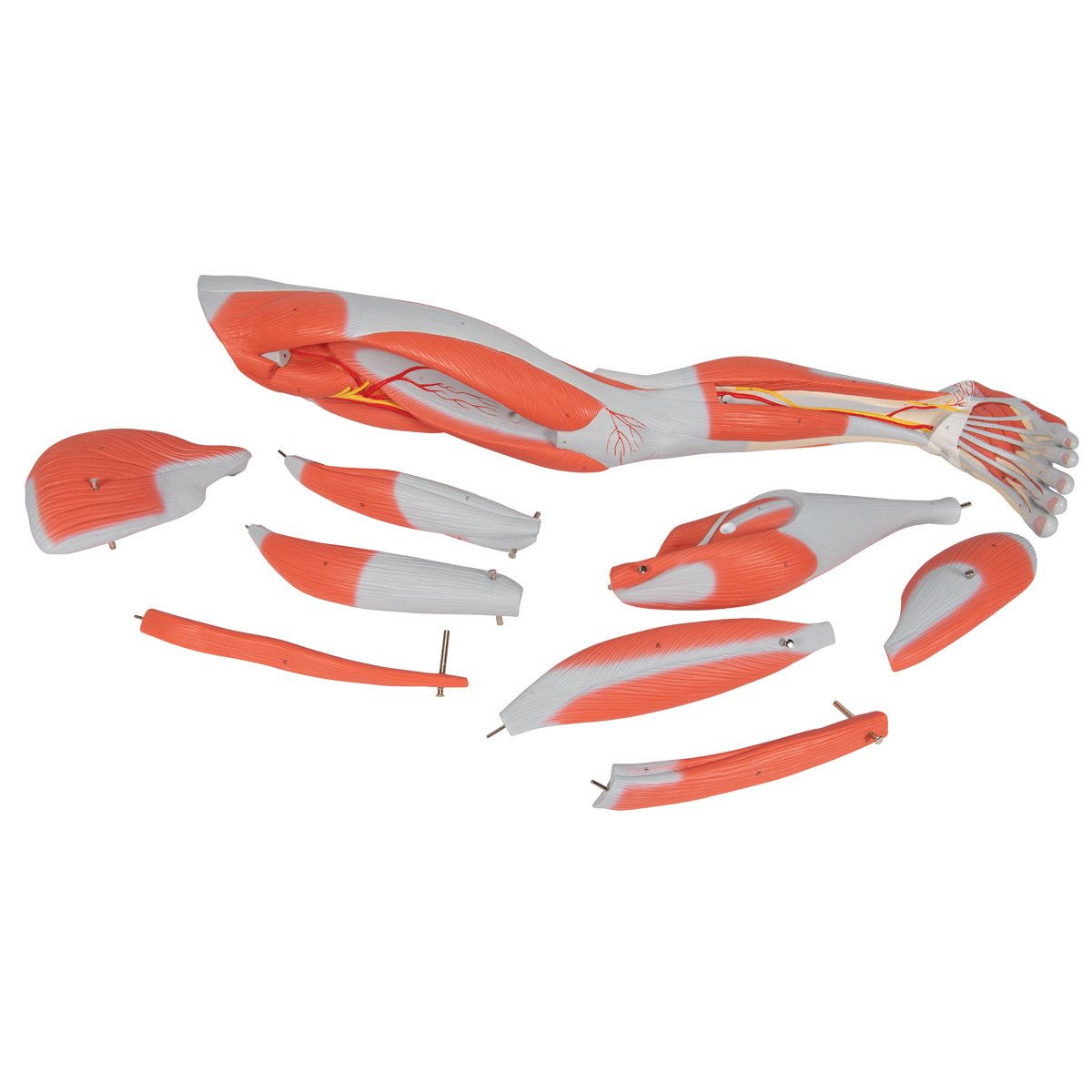 Muscle Leg Model, 3/4 Life-Size, 9 part - 3B Smart Anatomy - SEM Trainers