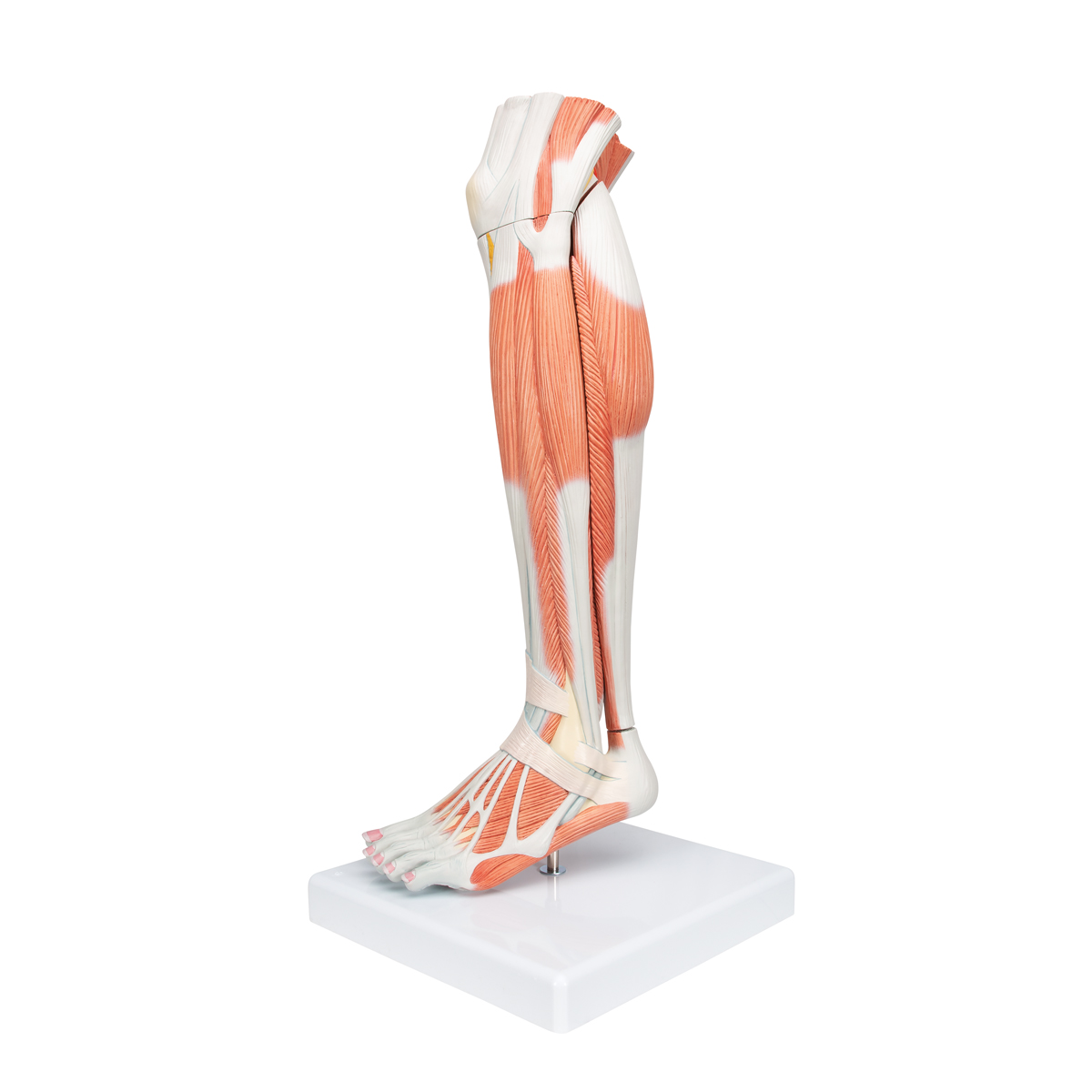 Life-Size Lower Muscle Leg Model with Detachable Knee, 3 part - 3B ...
