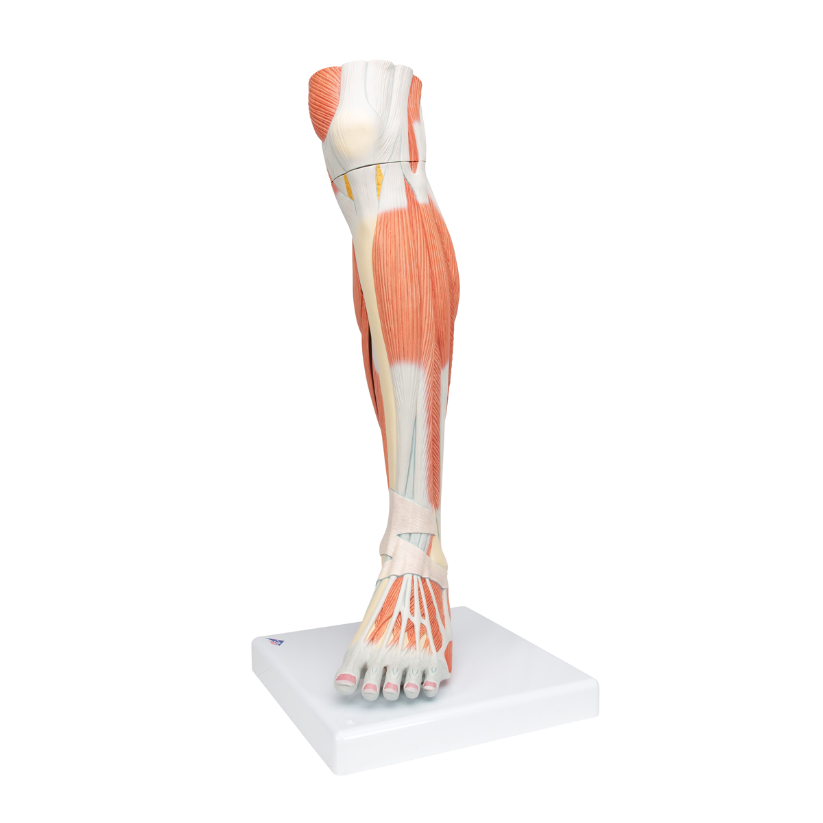 Life-Size Lower Muscle Leg Model with Detachable Knee, 3 part - 3B ...