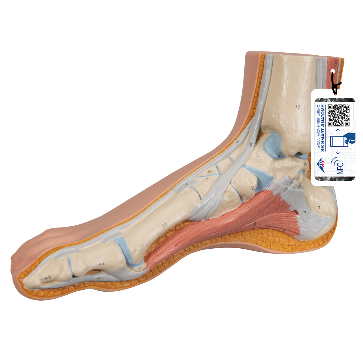 Normal Foot Model - 3B Smart Anatomy - SEM Trainers