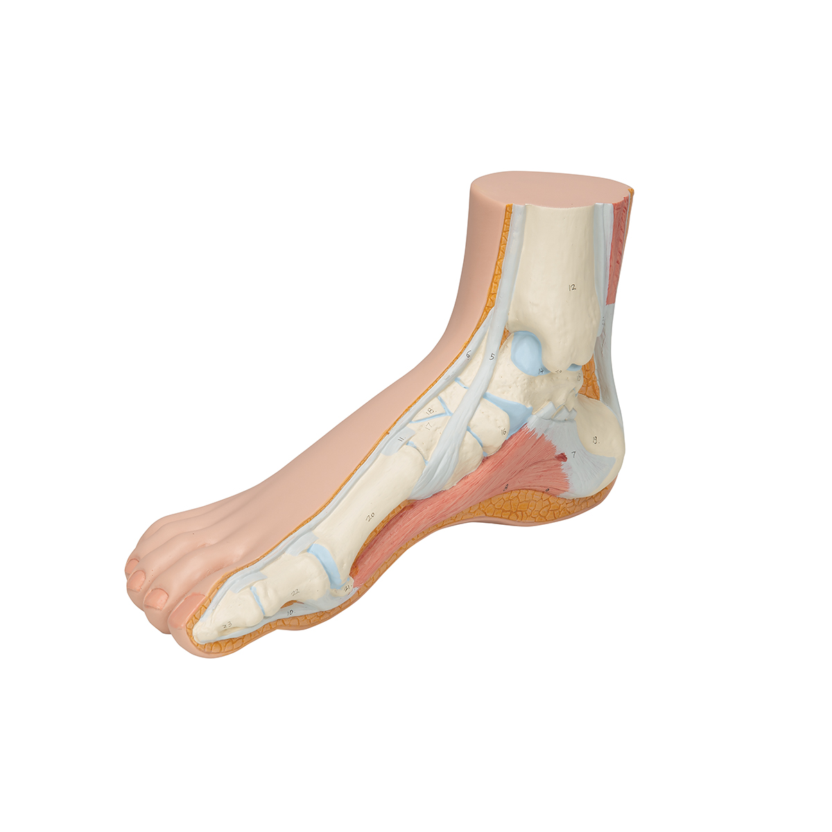 Normal Foot Model - 3B Smart Anatomy - SEM Trainers