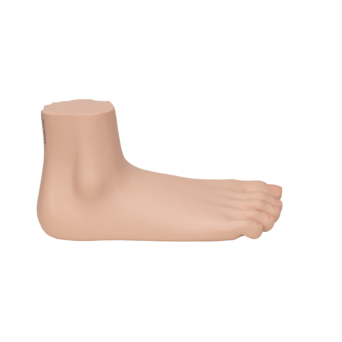 Flat Foot (Pes Planus) Model - 3B Smart Anatomy - SEM Trainers