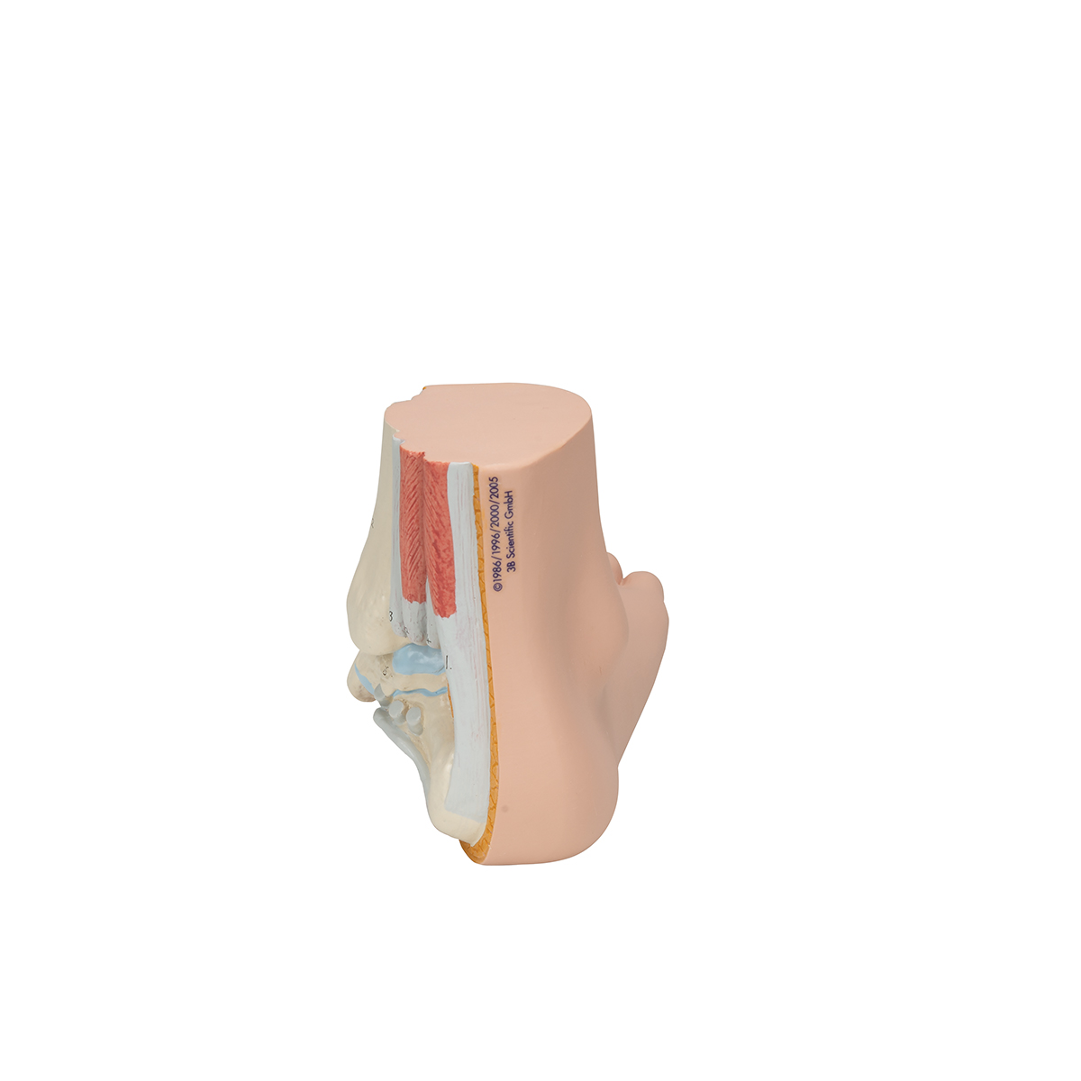 Flat Foot (Pes Planus) Model - 3B Smart Anatomy - SEM Trainers