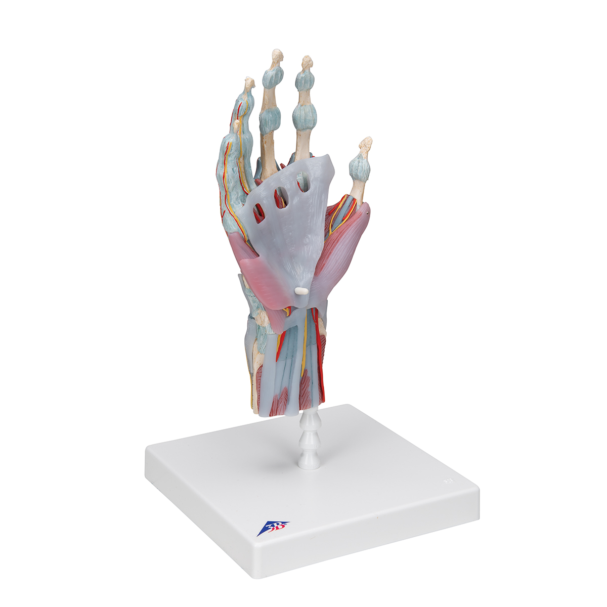 Hand Skeleton Model with Ligaments & Muscles - 3B Smart Anatomy - SEM ...