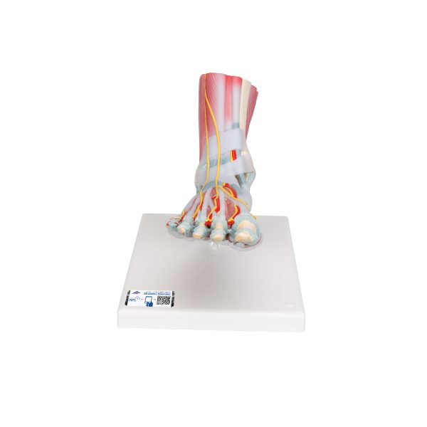 Human Fibula Model - 3B Smart Anatomy - SEM Trainers
