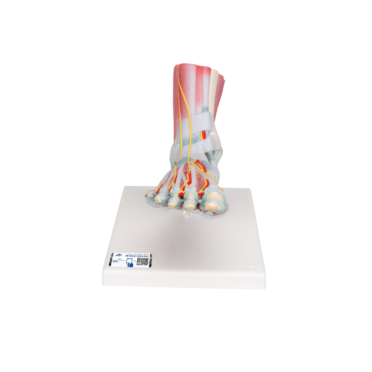 Foot Skeleton Model with Ligaments & Muscles - 3B Smart Anatomy - SEM ...
