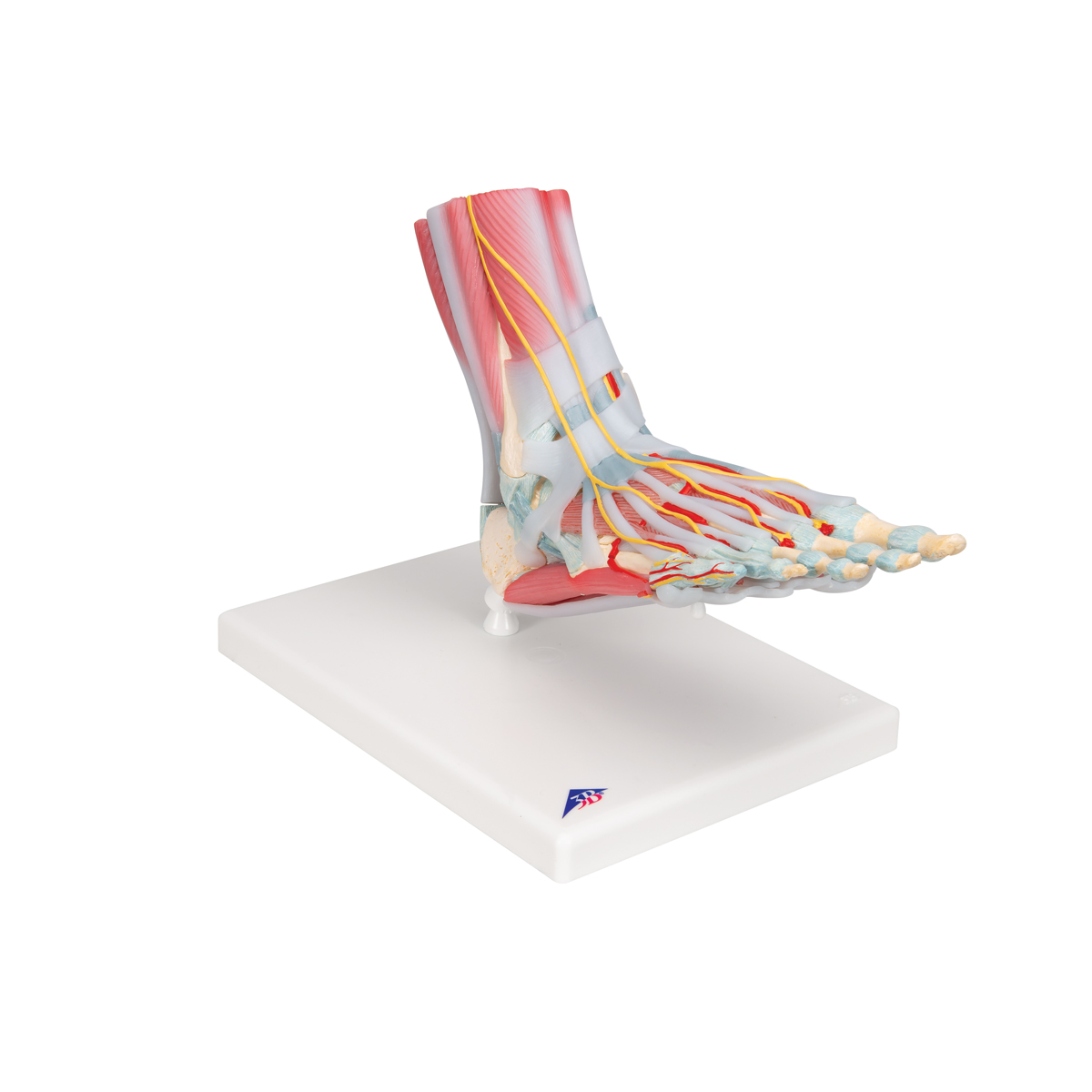 Foot Skeleton Model with Ligaments & Muscles - 3B Smart Anatomy - SEM ...