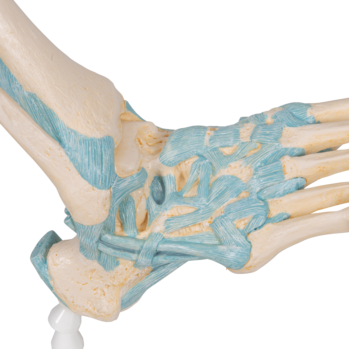 Foot Skeleton Model with Ligaments - 3B Smart Anatomy - SEM Trainers