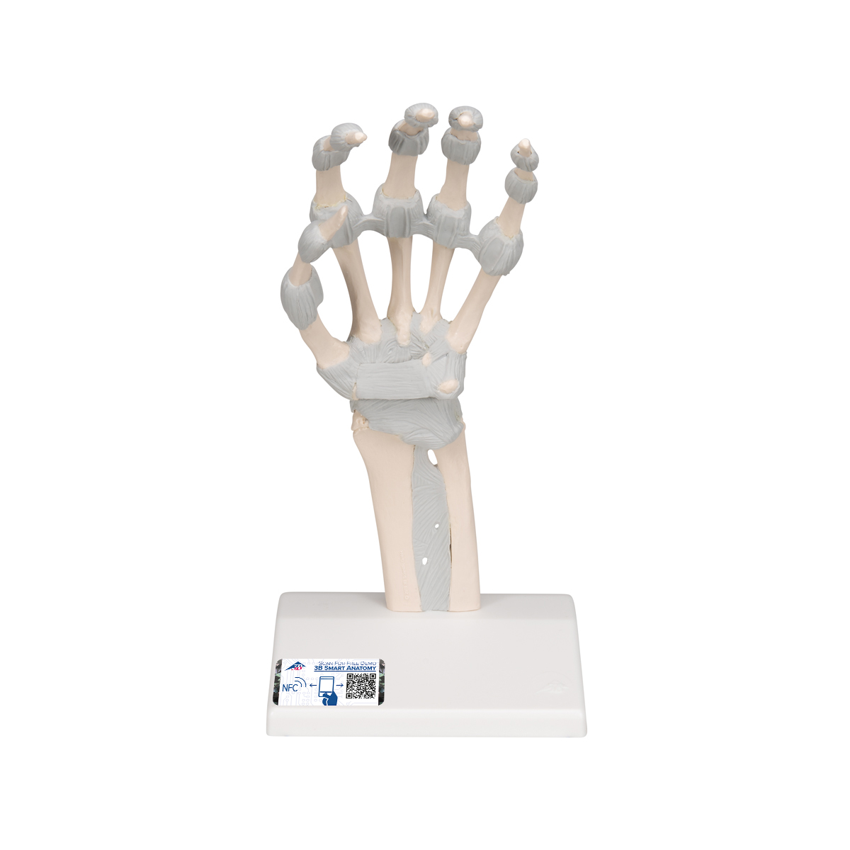Hand Skeleton Model with Elastic Ligaments - 3B Smart Anatomy - SEM ...