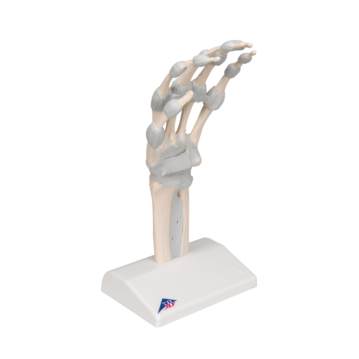 Hand Skeleton Model with Elastic Ligaments - 3B Smart Anatomy - SEM ...