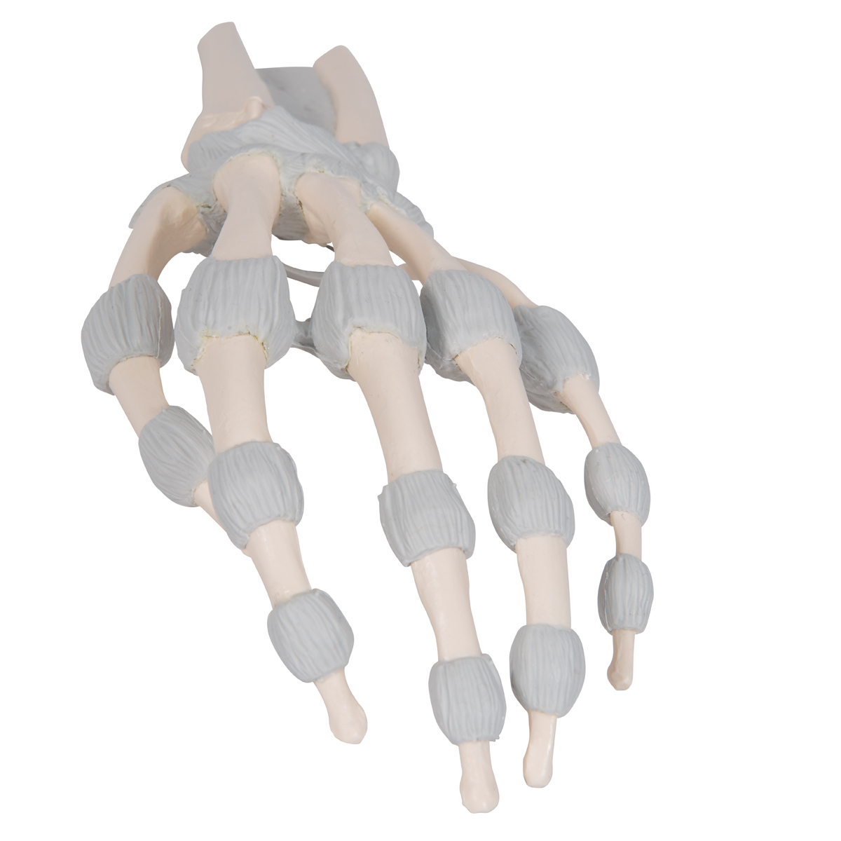 Hand Skeleton Model with Elastic Ligaments - 3B Smart Anatomy - SEM ...