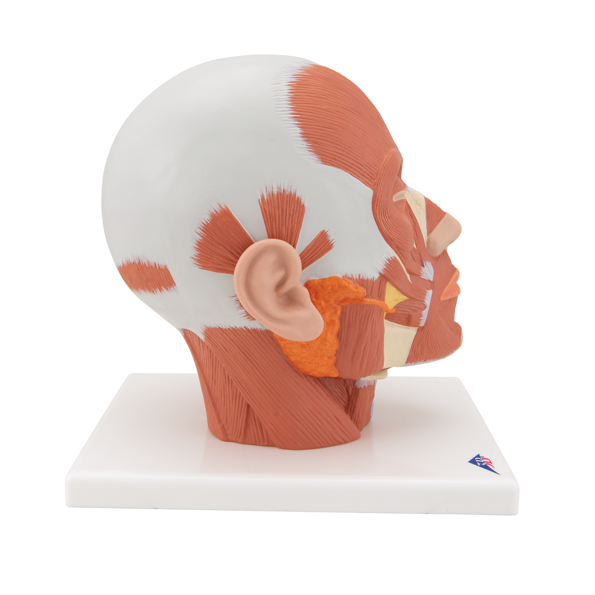 Head Musculature Model - 3B Smart Anatomy - SEM Trainers
