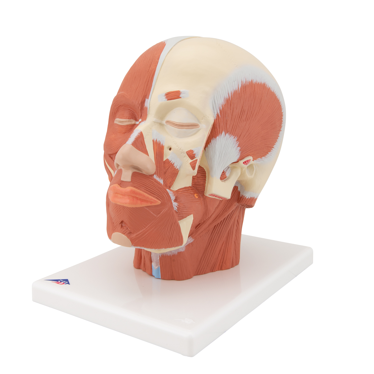 Head Musculature Model - 3B Smart Anatomy - SEM Trainers