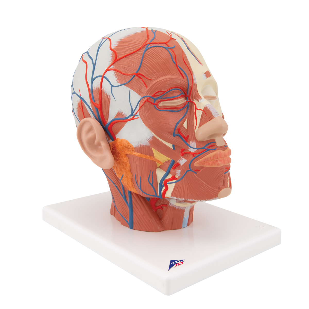 Head Musculature Model with Blood Vessels - 3B Smart Anatomy - SEM Trainers