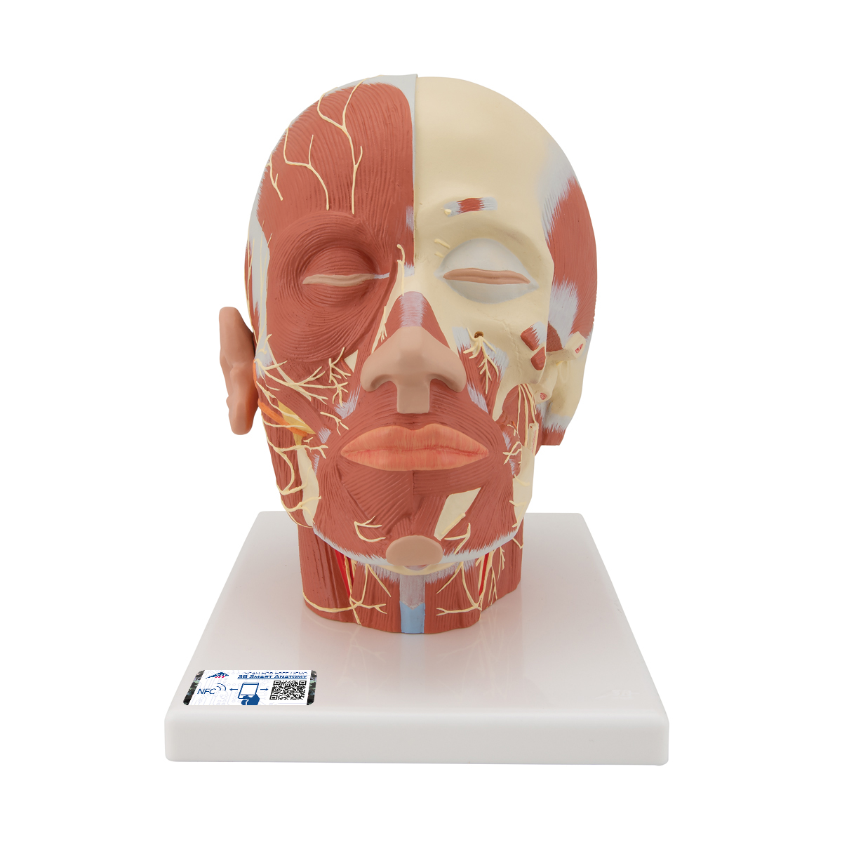 Head Musculature Model with Nerves - 3B Smart Anatomy - SEM Trainers